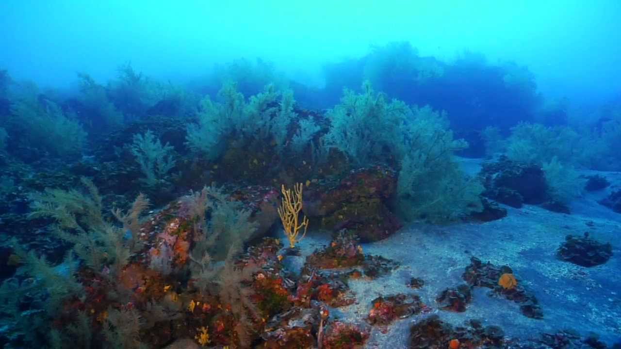 BOSQUES DE CORAL NEGRO - YouTube