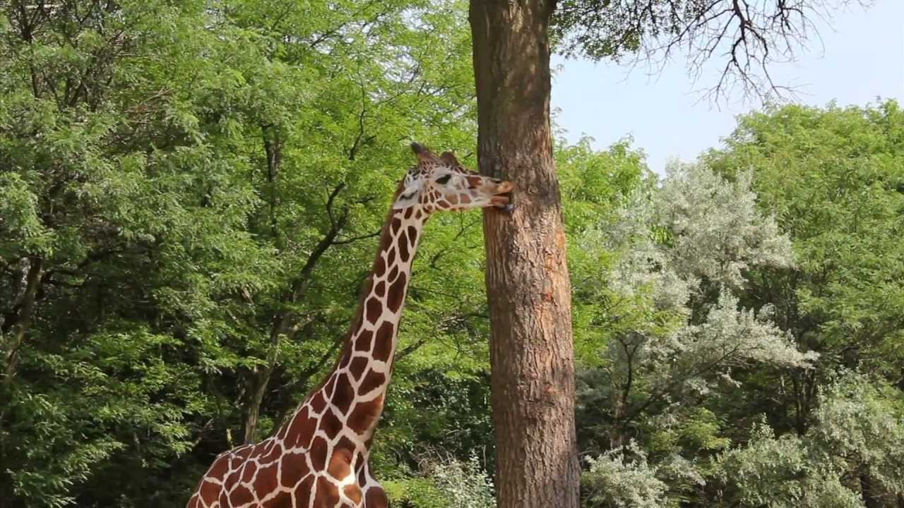 Giraffes in Space! - YouTube