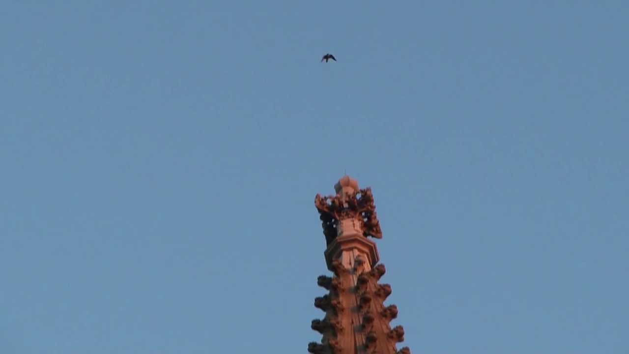 Wanderfalken in Regensburg - Tiercel Peregrine Falcon starting an ...