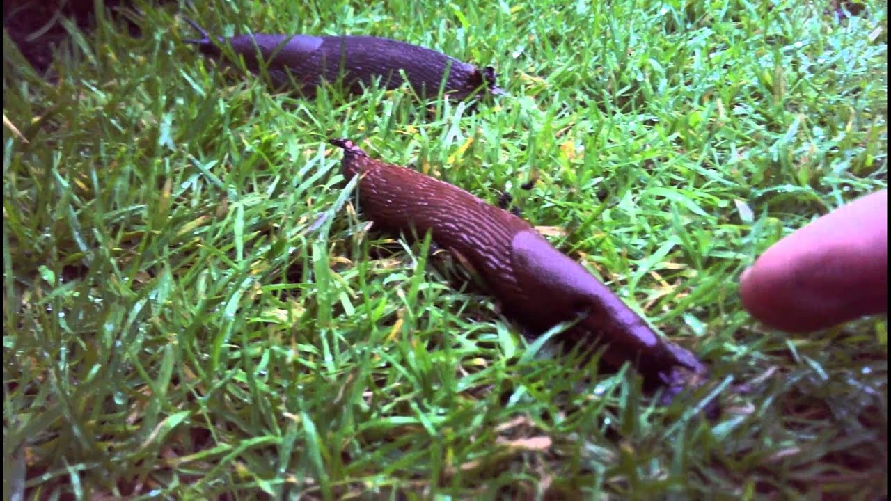 Giant Scottish slugs (HD) - YouTube