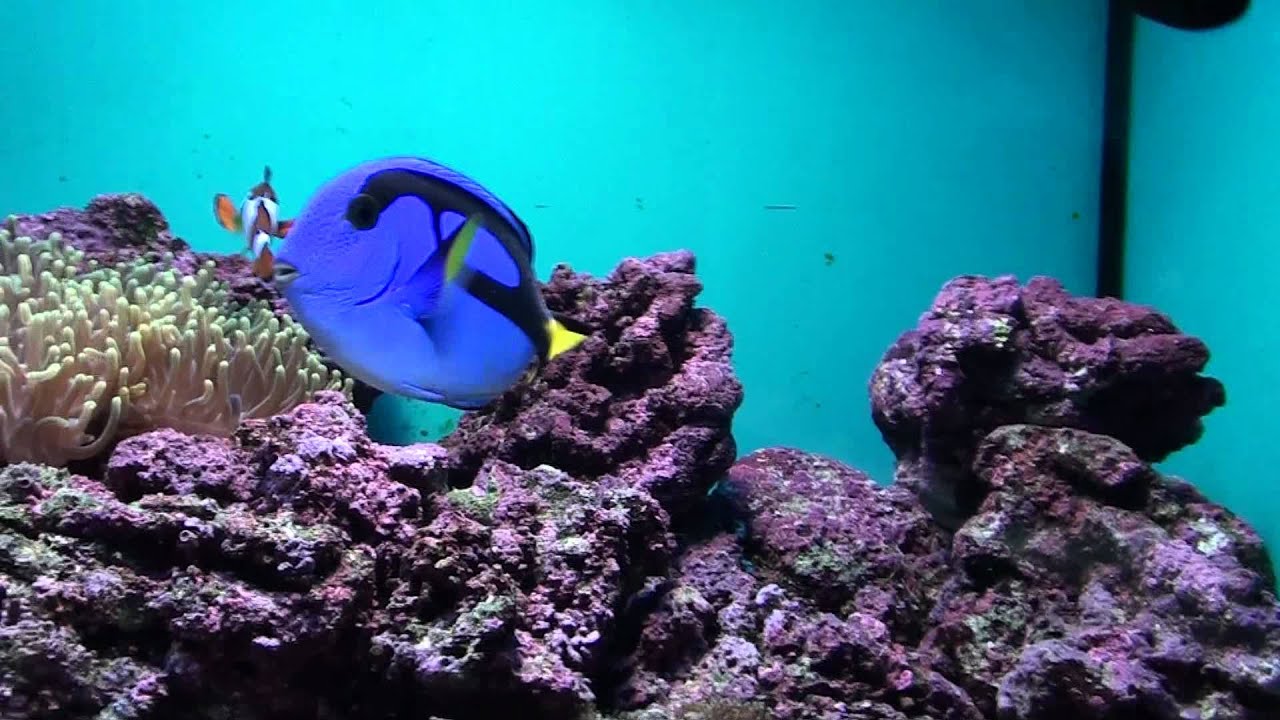 Acvariul Tulcea -- Muzeul Delta Dunarii 15 septembrie 2011 - YouTube