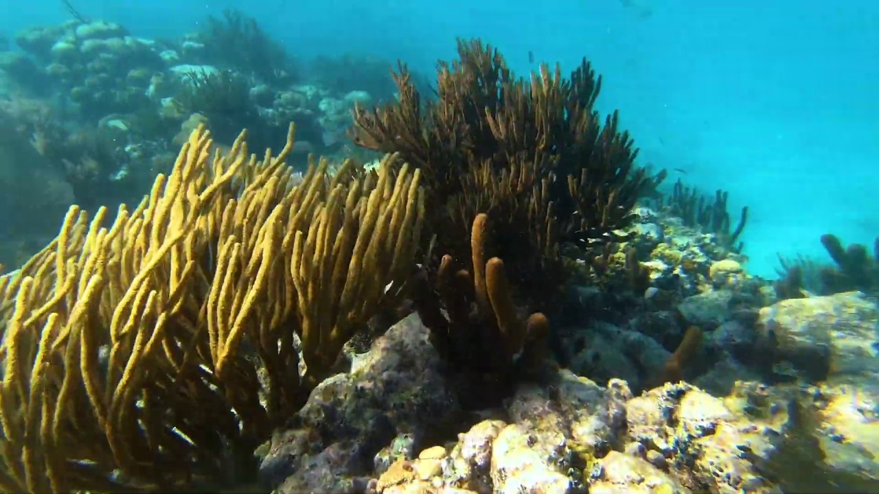 EXPLORING BELIZE - MEXICO ROCKS REEF - YouTube
