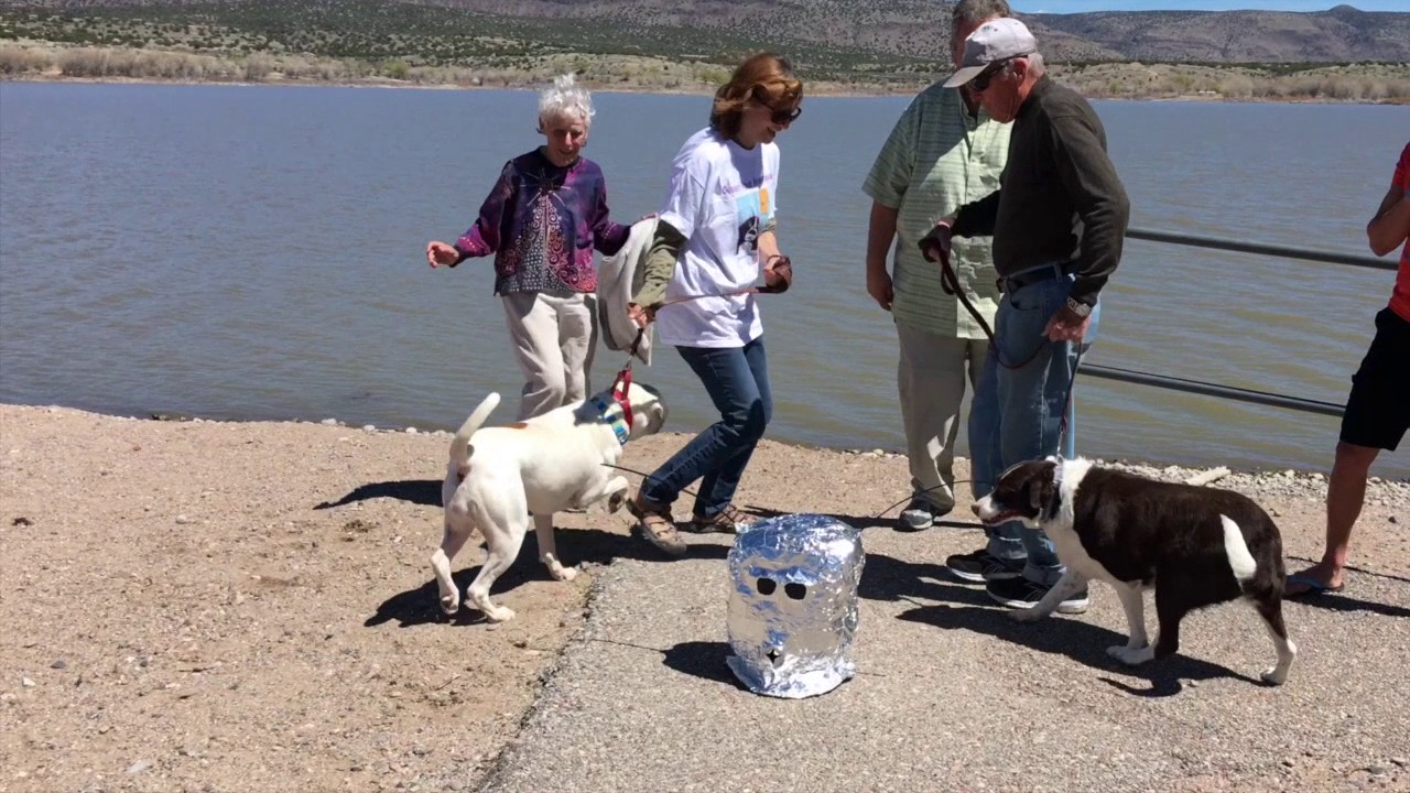 Desert Paws Animal Rescue Of New Mexico With 2 Traveling Dogs - YouTube