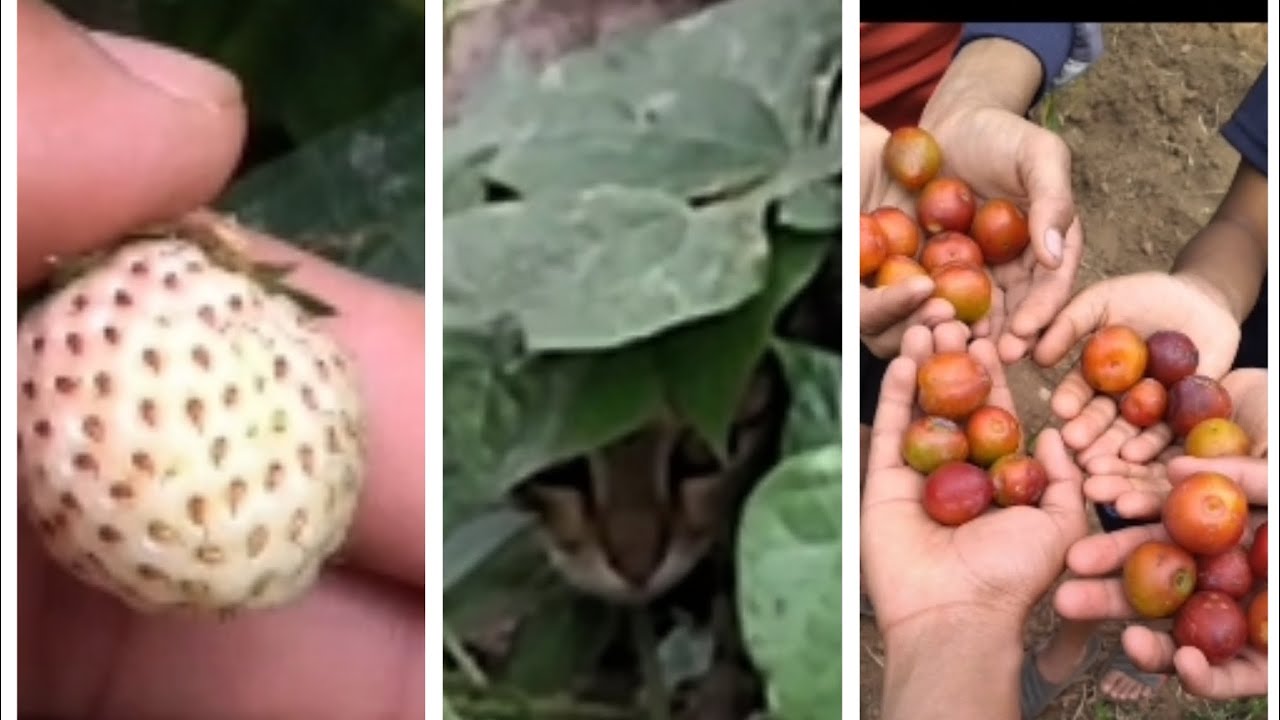 Aaru pakhara - YouTube