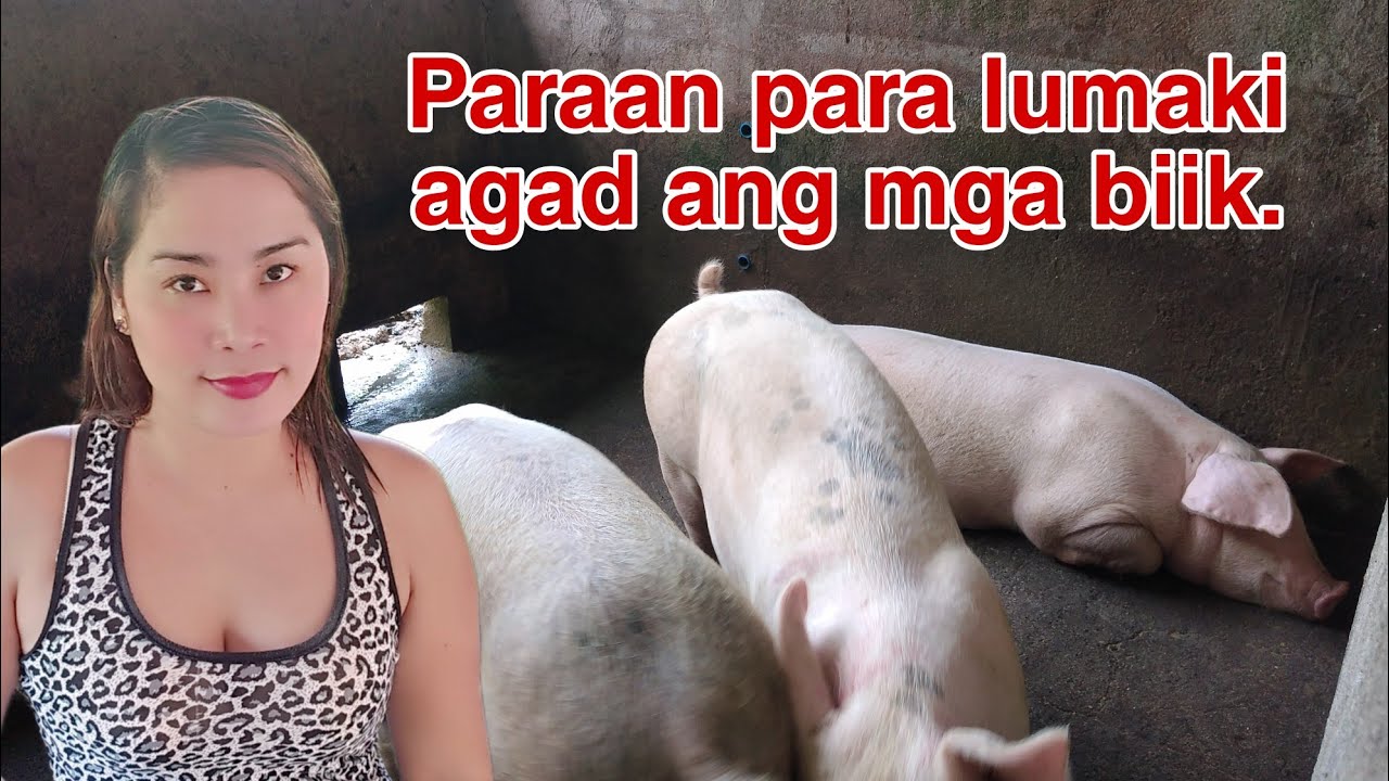 Paano mapabilis ang paglaki ng mga biik? |Oonagh Backyard Farm - YouTube