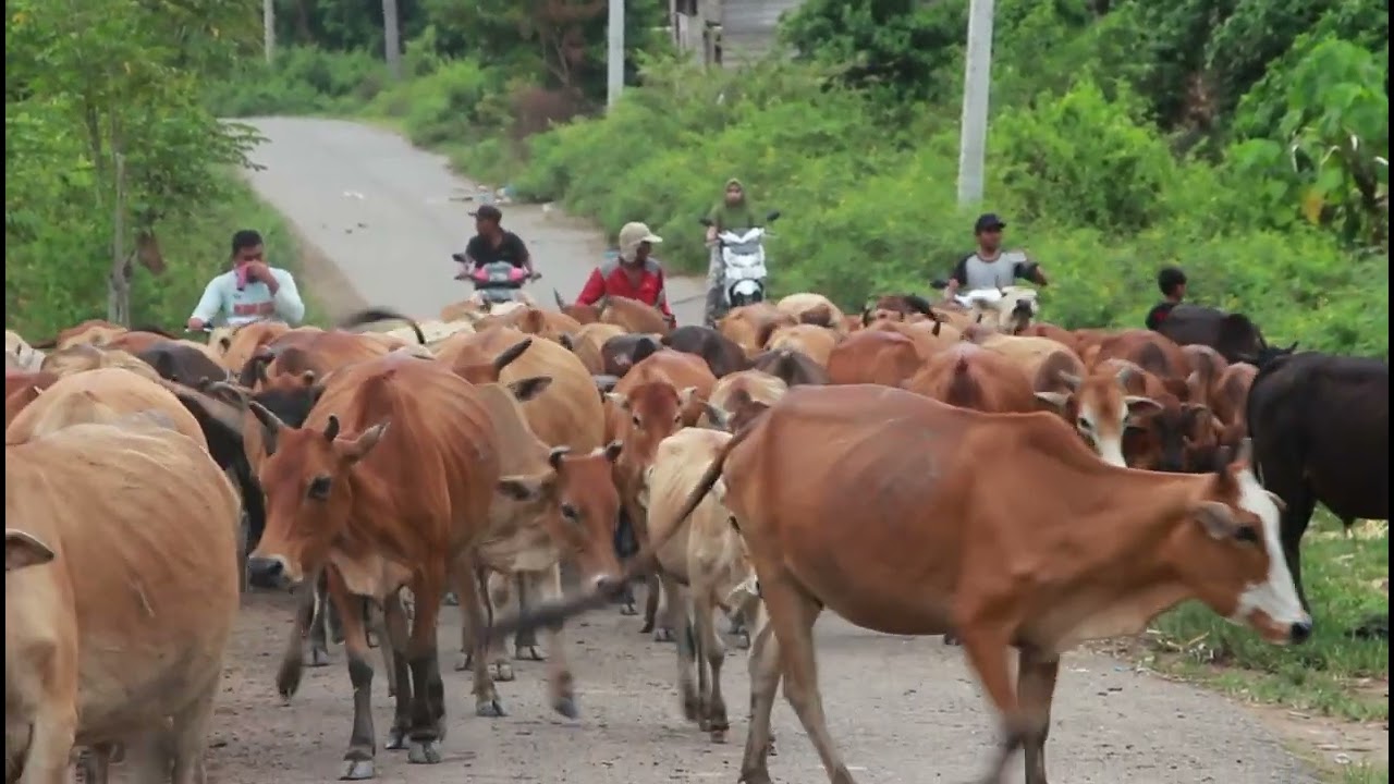 LEMBU SAPI JINAK BERKELIARAN DI SAWAH DAN DI JALAN KAMPUNG - YouTube