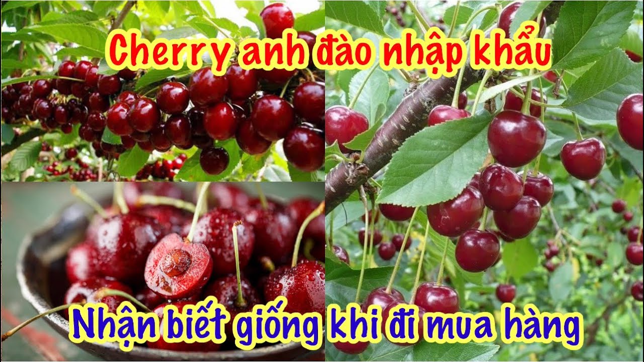 Cherry anh đào, Mỹ cây giống nhập khẩu chuẩn chất lượng - YouTube