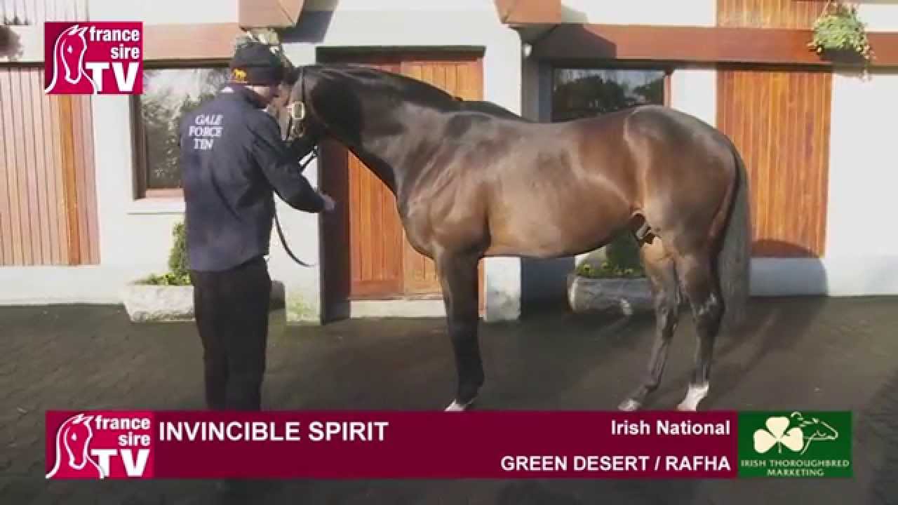 TEST Invincible Spirit, stallion standing at the Irish National Stud ...