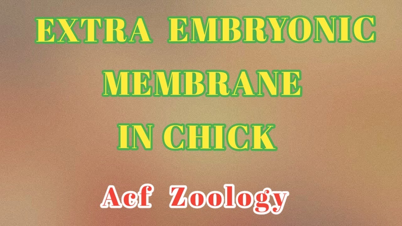 EXTRA EMBRYONIC MEMBRANE IN CHICK | Acf Zoology | UPSC ZOOLOGY ...