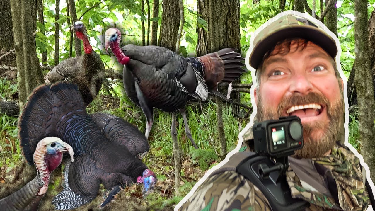 Turkey ATTACKS Dead Gobbler! Crazy Turkey Hunting (Public Land) - YouTube