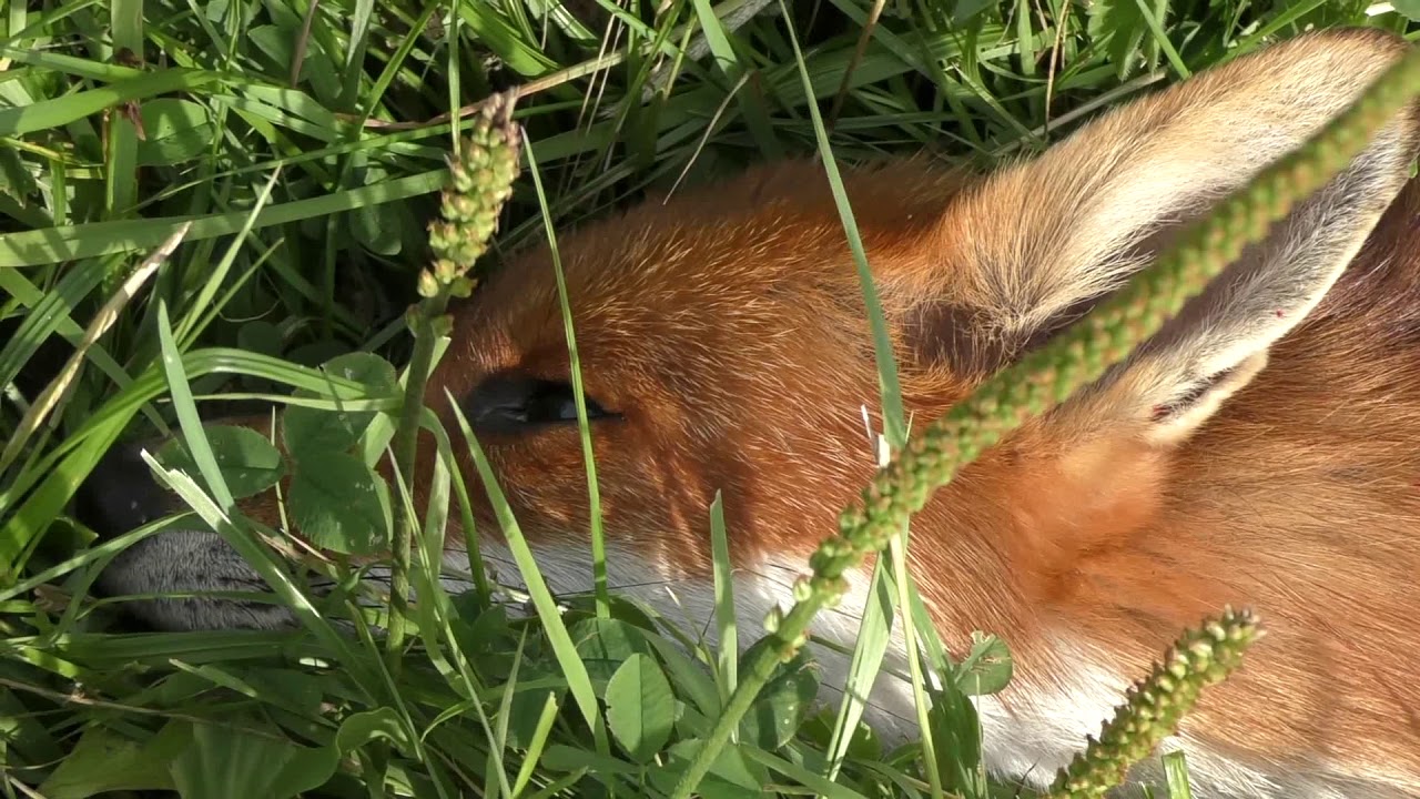 Fox Shooting UK - YouTube