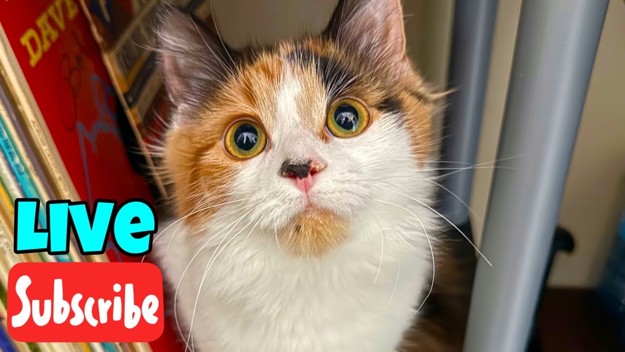 TGIF - Friday Fluff - Live Stream - YouTube