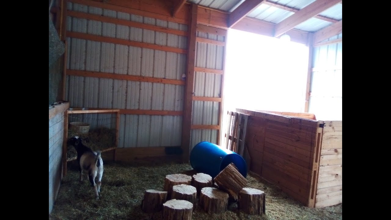 Goat Barn SETUP TOUR/Nigerian Dwarf Goat Housing - YouTube