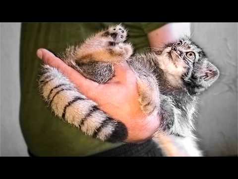 İnsan, evcilleştirilmesi İMKANSIZ vahşi bir kediyi büyütmeye çalıştı.