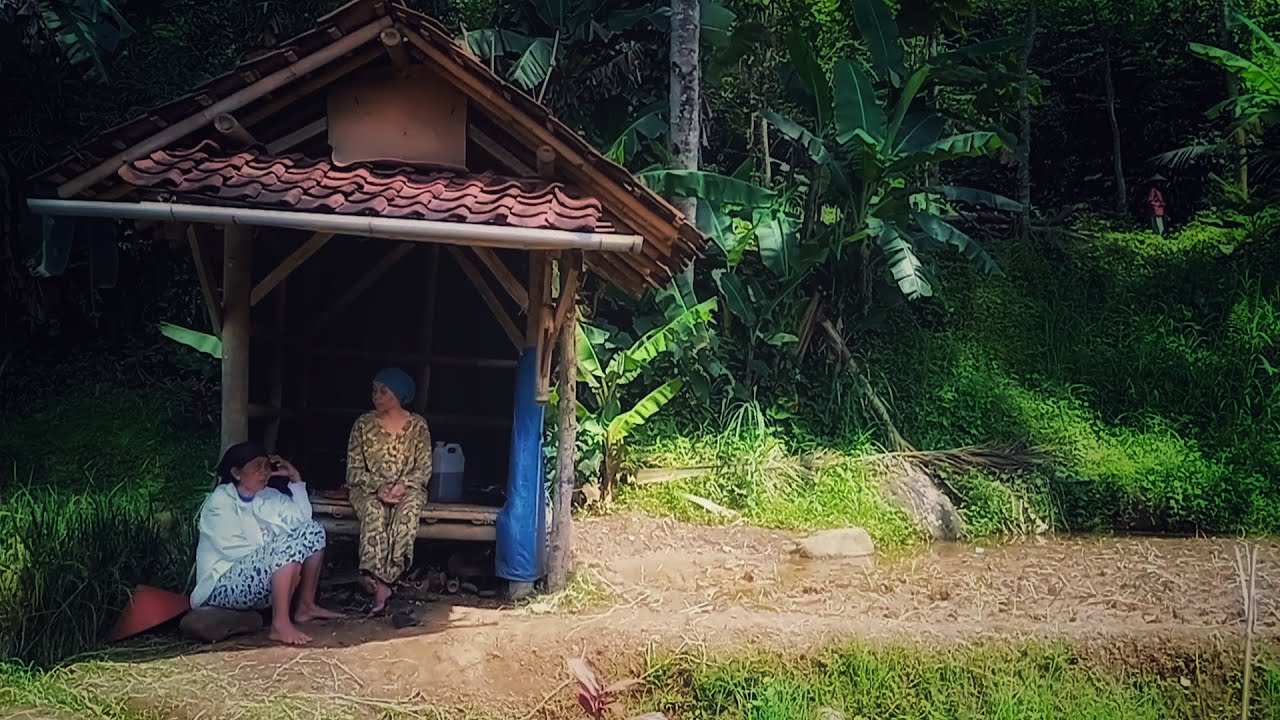 Menikmati Suasana Di Pesawahan, Udara Sejuk, Pemandangannya Indah ...