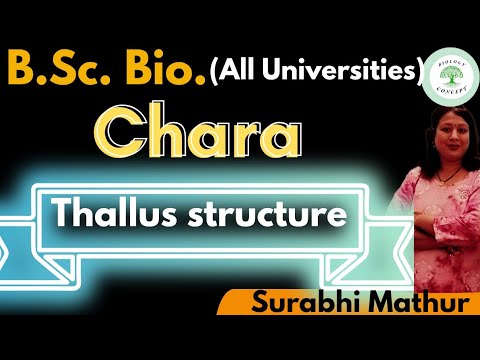Chara। Systematic position, Thallus structure of Chara। B.Sc.bio. । by ...