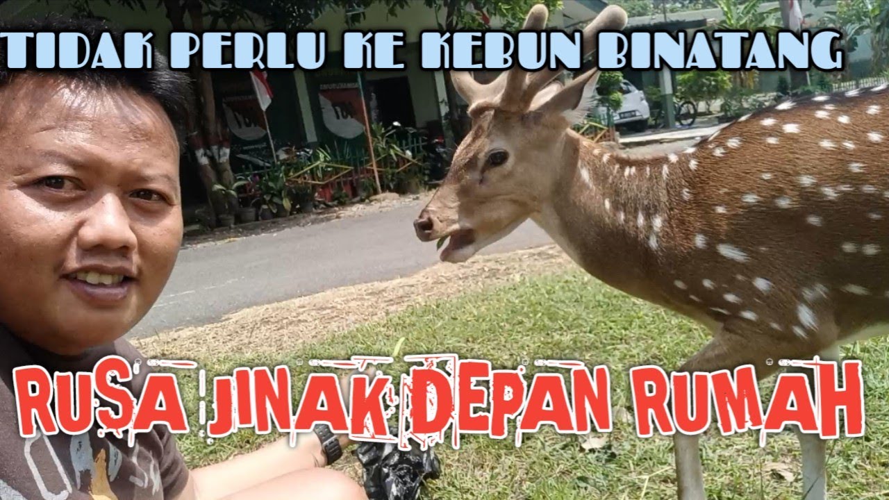 KASIH MAKAN RUSA DI DEPAN RUMAH SAJA -TIDAK PERLU JAUH JAUH KE KEBUN ...