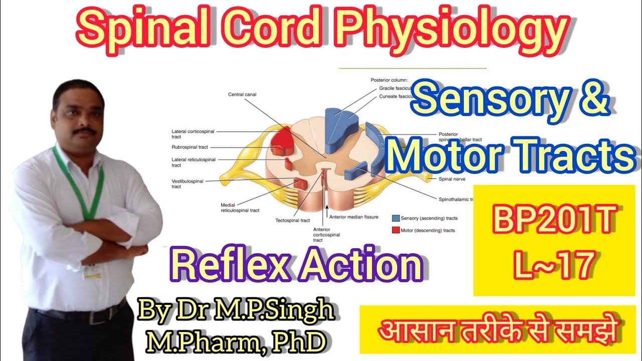 Spinal Cord Physiology | Reflex Action | Human Anatomy & Physiology-II ...
