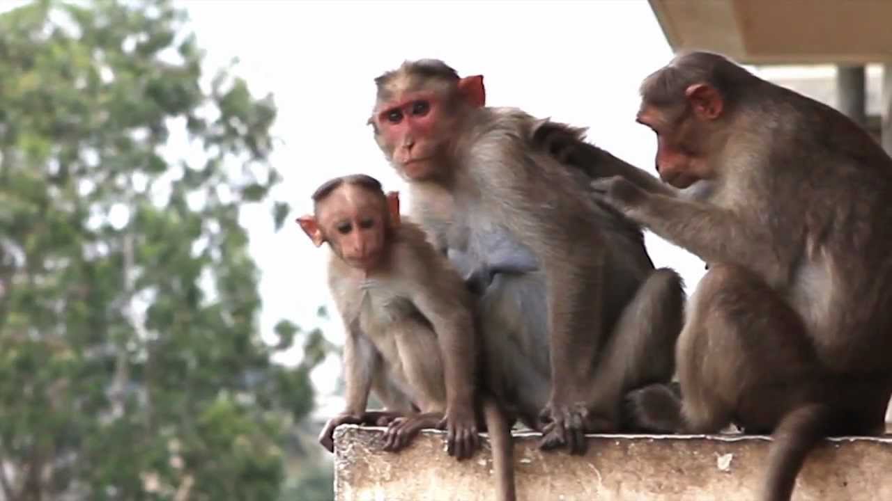 Cute small baby monkey talking - YouTube