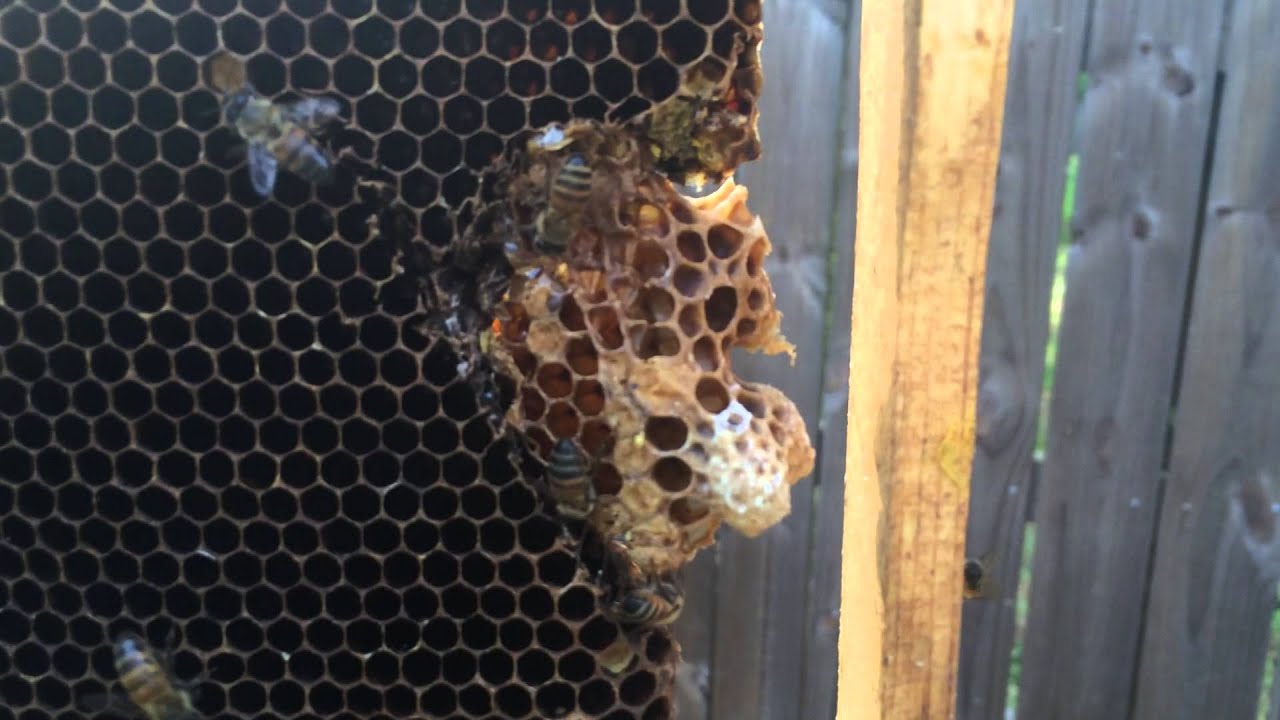 Transplanting Queen Cells - YouTube