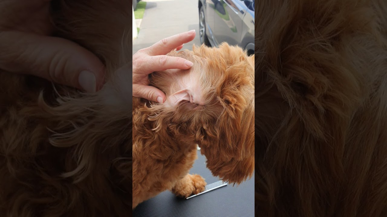 Tamaruke - Ears - YouTube