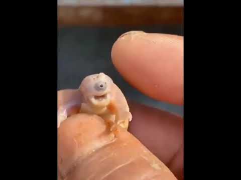 One Eyed Baby Turtle - YouTube
