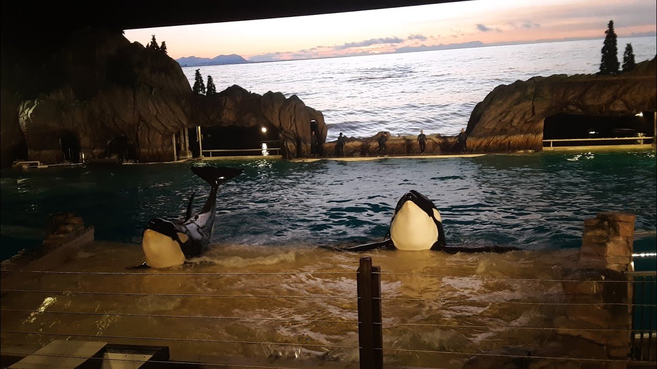 Lunar New Year at SWSD|Orca Encounter(Behaviors Only)|Fireworks - YouTube