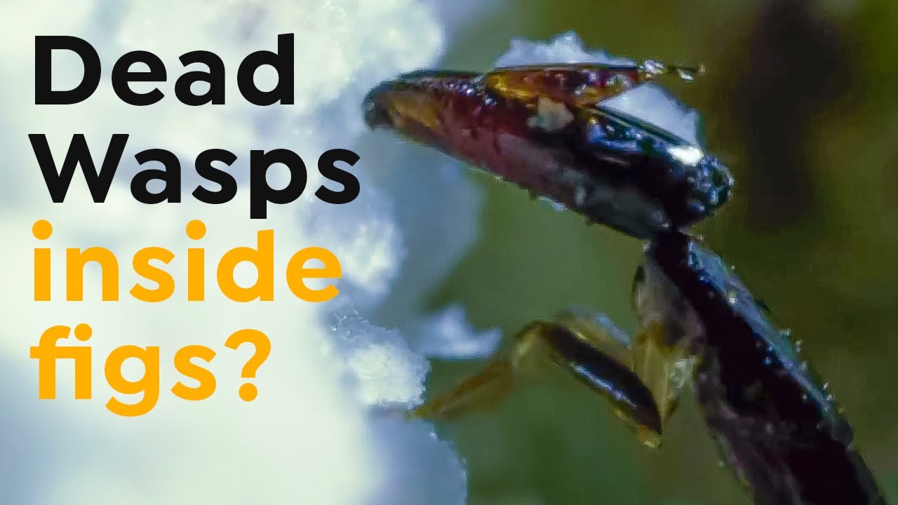 Wasps Inside Figs | Incredible Creatures - YouTube