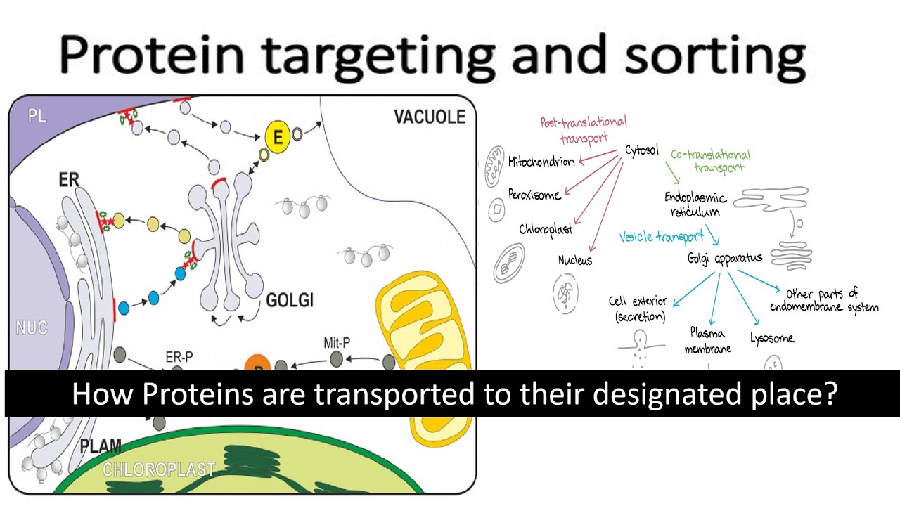Protein targeting | cell structure and function - YouTube