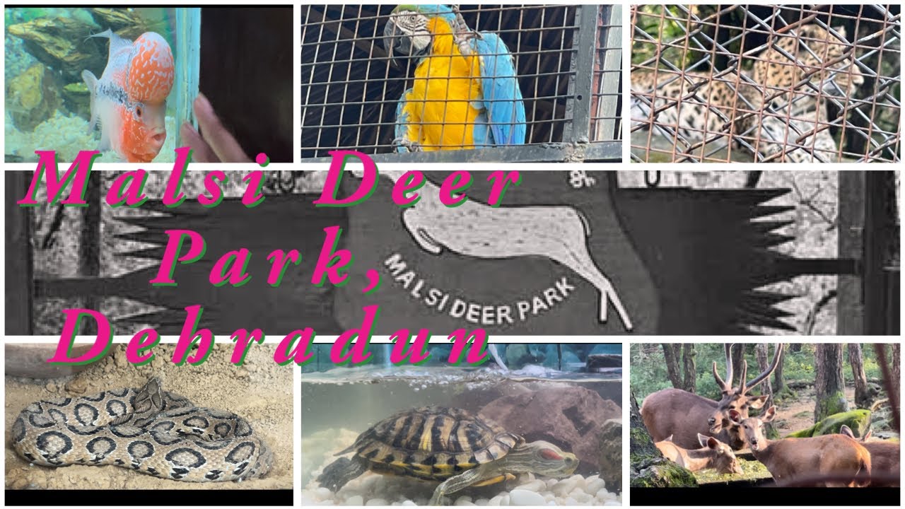 Walk-in Malsi Deer Park, Dehradun- Flora & Fauna| Kux Suprise Beech mai ...