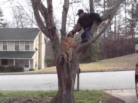 TAKE'EM DOWN K9's Malinois & D.S. climbs tree - YouTube