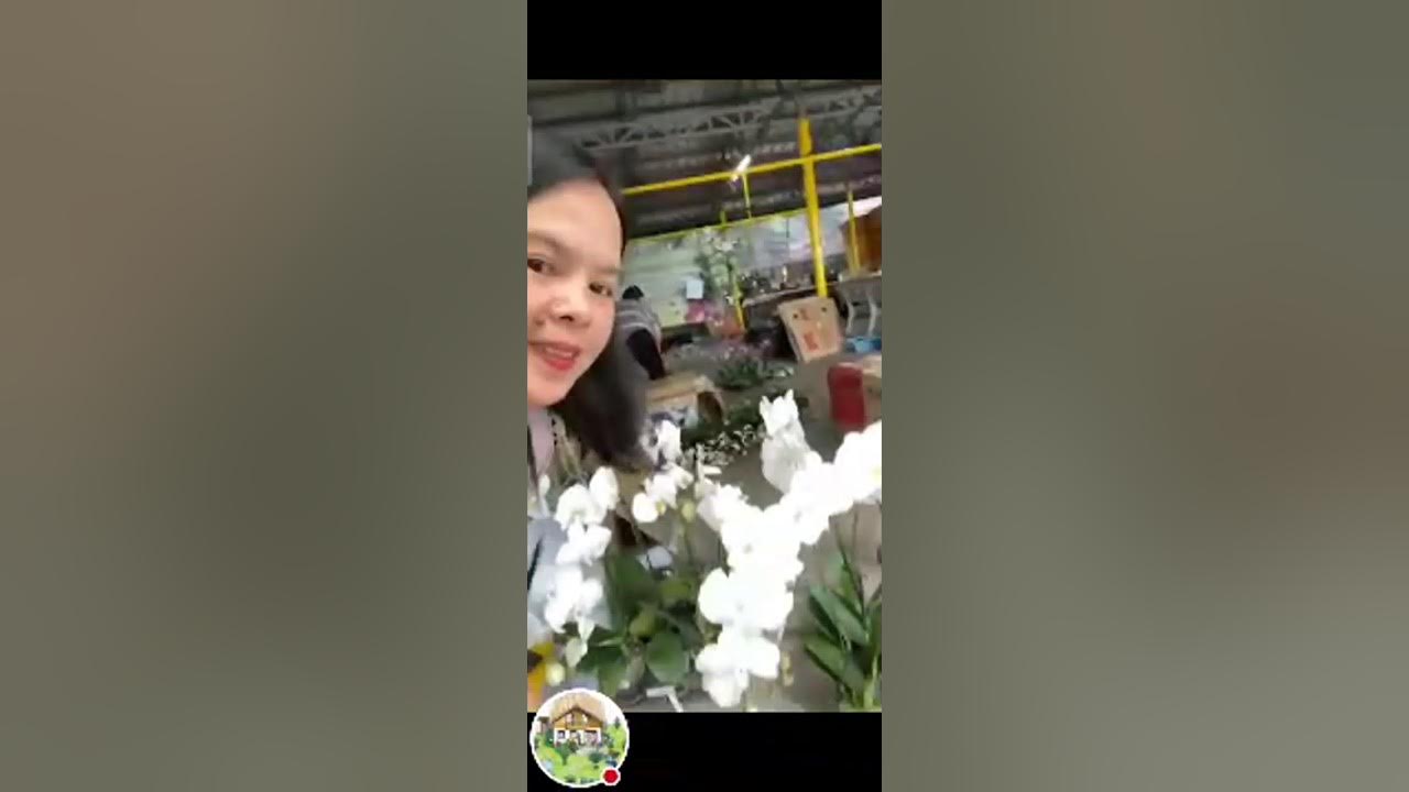 Sa aming Bakuran Vlogs is live Selfie with vanda and cattleya orchids - YouTube