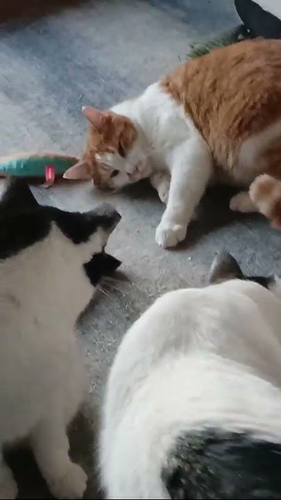 CATNIP PLAY - YouTube