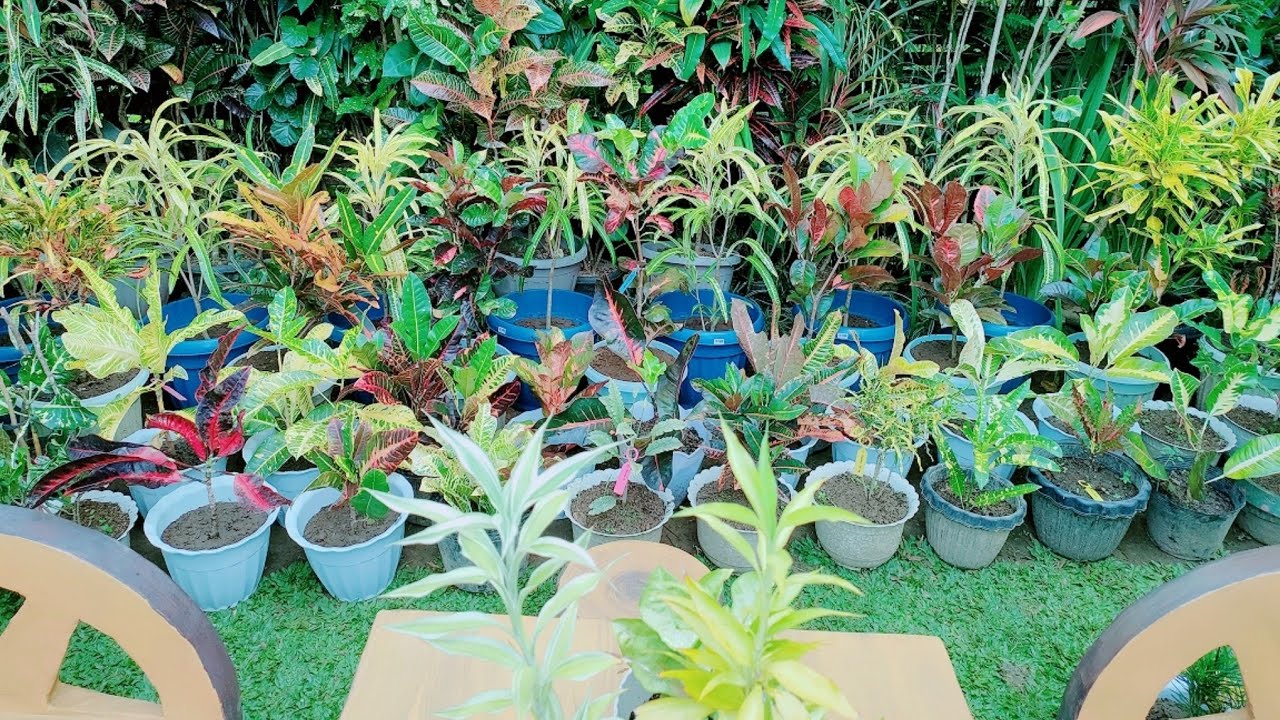 PAGANDAHIN AT PASIGLAHIN ULI ANG GARDEN NA NAWALAN NG KULAY//PLANTS ...