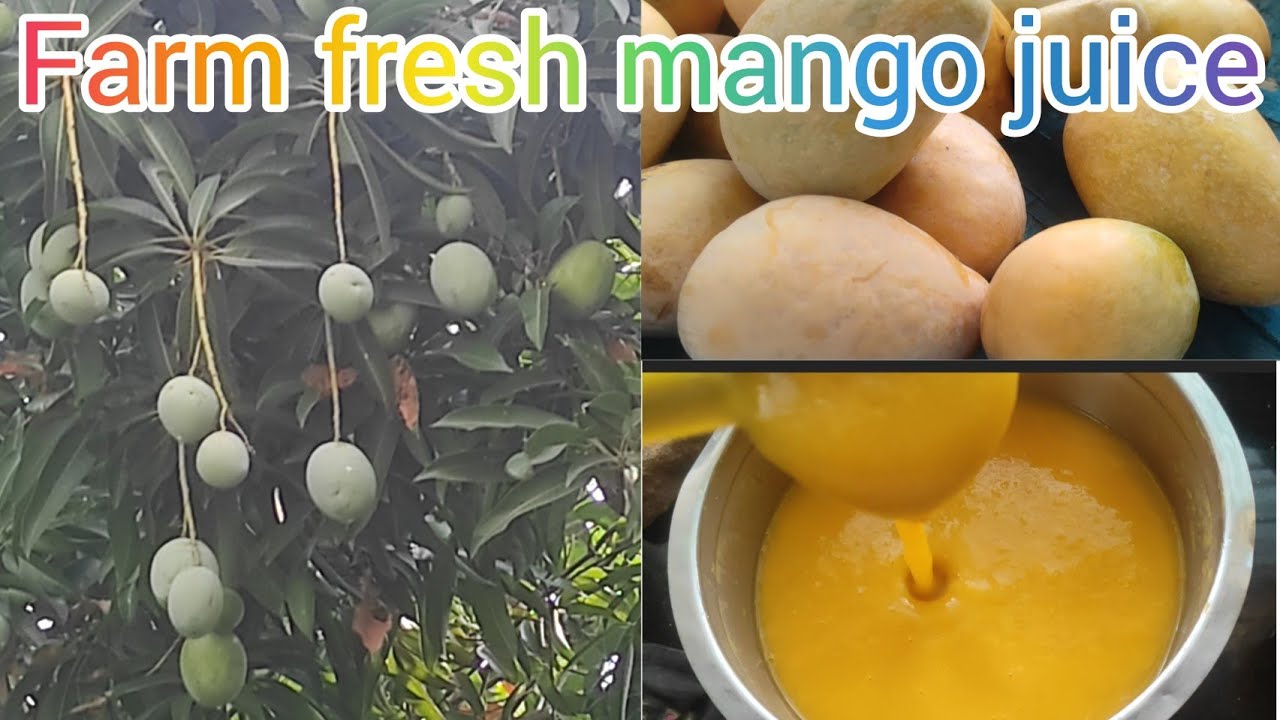 మా మామిడిచెట్టు లోని మామిడిపండు తో తయారు చేసిన మామిడిపండు జూస్ || mango ...