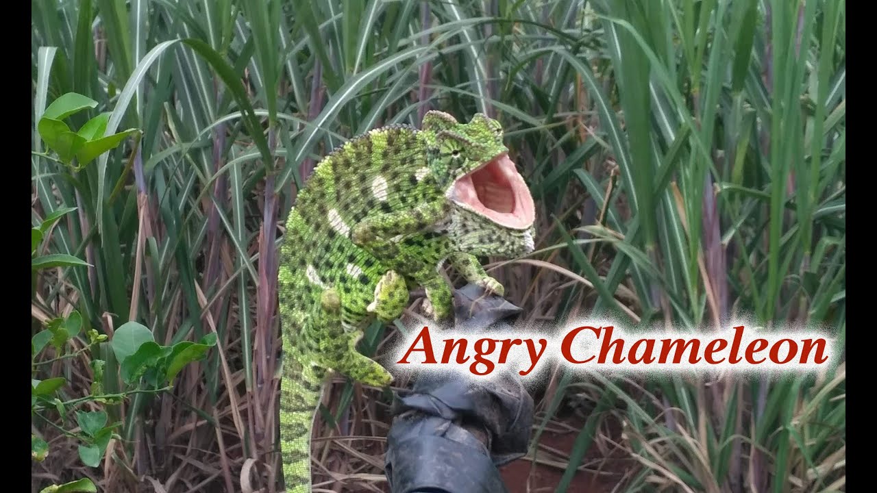 Angry chameleon - YouTube