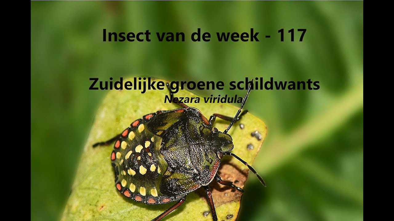 Insect van de Week 117: Zuidelijke groene schildwants - YouTube
