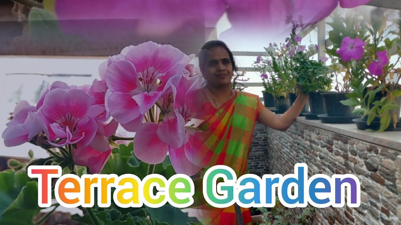 Essay Terrace Garden setup for beginners/ Planting Tips - YouTube