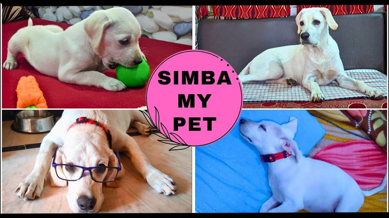 Simba's Vlog | My Pet Dog | Simiya Ki Masti | PC Mixmoves - YouTube