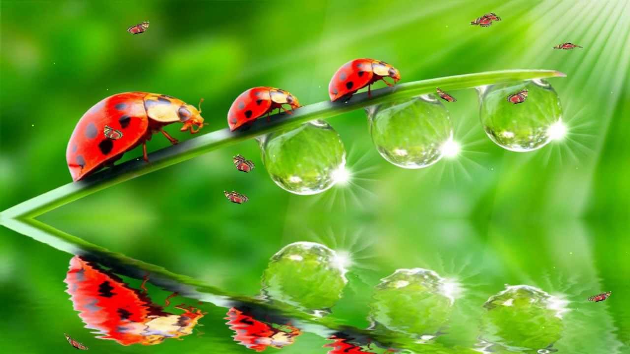 The Ladybug Screensaver http://www.screensavergift.com - YouTube