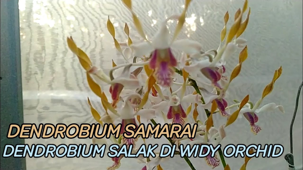 Dendrobium Samarai dan Dendrobium Salak di Widy Orchid - YouTube