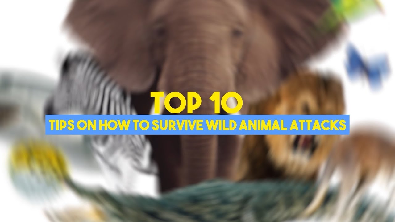 Top 10 Tips On How To Survive Wild Animal Attacks - YouTube