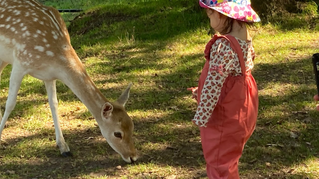 # Wildlife # Nature Wild Park Freisen Germany 🇩🇪 - YouTube
