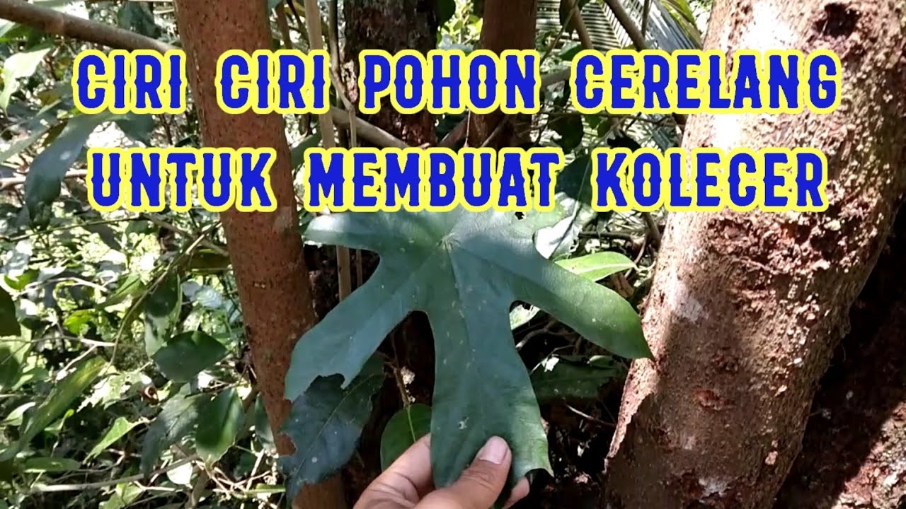 POHON CERELANG UNTUK BAHAN KOLECER || KOLECER MANIA - YouTube
