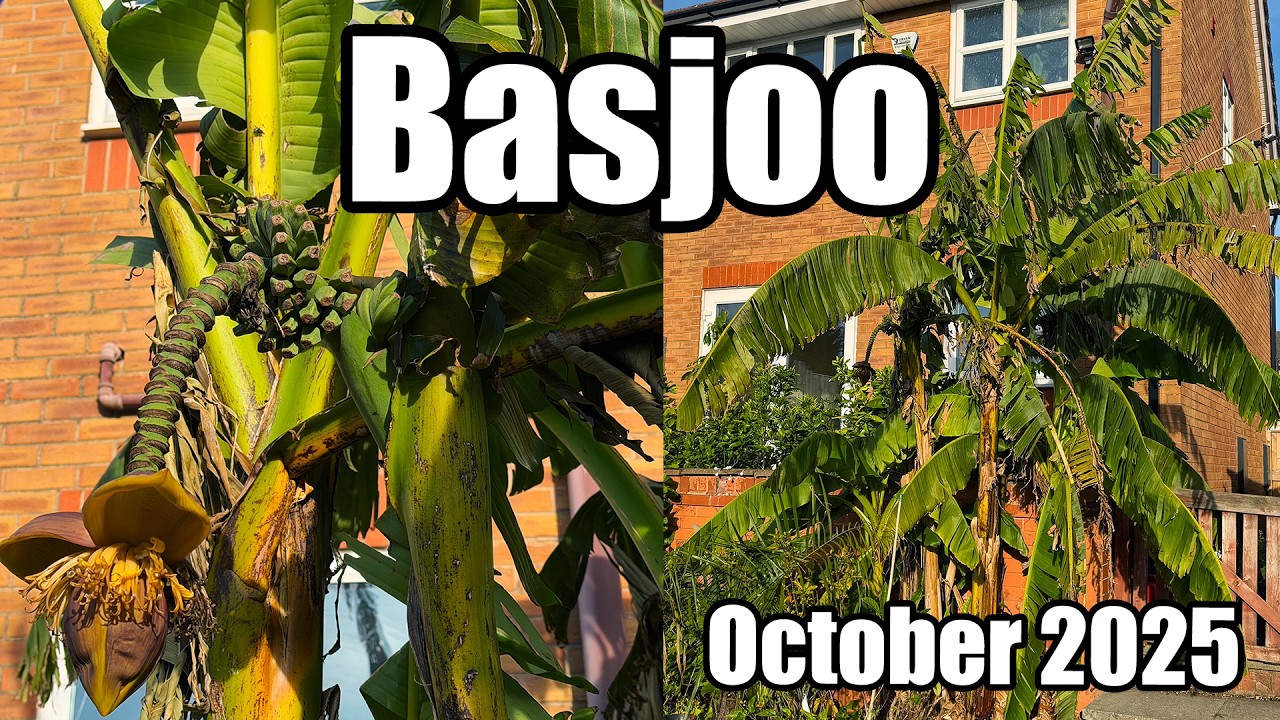 Musa Basjoo Banana Plant - How Will I Be Protecting It This Winter ...