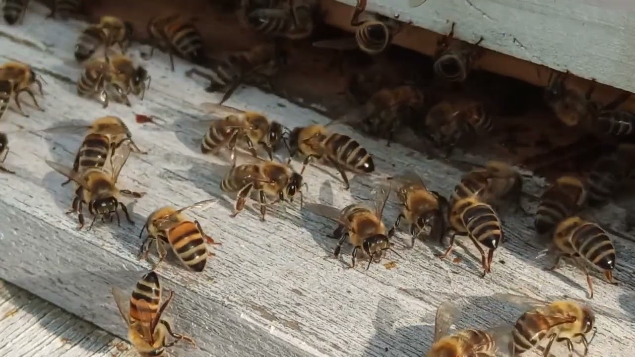 Bees Buzzing 🐝 | 1 Hour - No Ads | Nature Sounds - YouTube