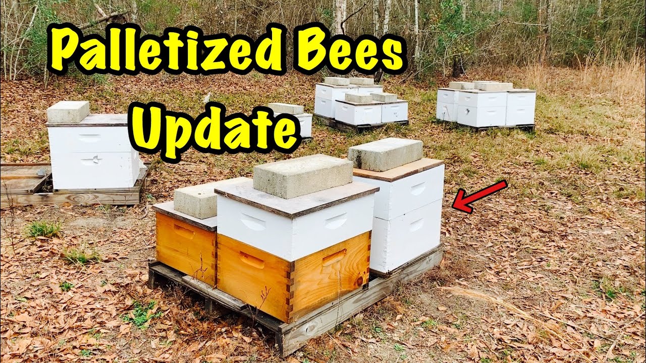 BEEKEEPING - Bees on Pallets - How are they doing and future plans ...