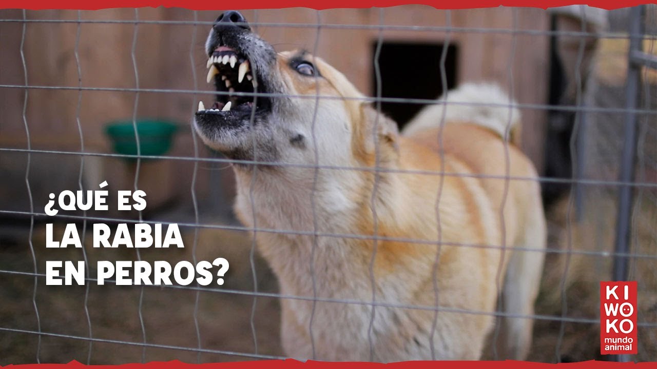 Rabia en Perros 🐕【 Todo lo que debes de saber 】 - YouTube