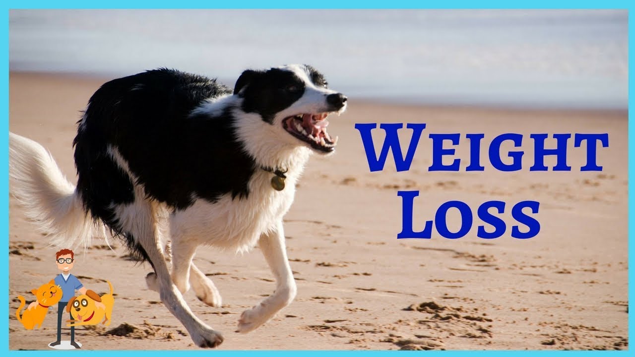 How To Put Your Dog On A Diet To Lose Weight Updated September 2022 how-to-put-your-dog-on-a-diet-to-lose-weight-updated-september-2022