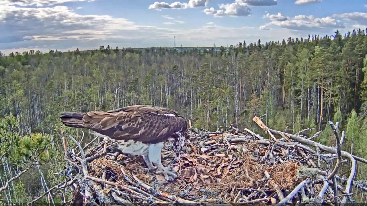 Kalakotkas::Pandion haliaetus - Feeding two chicks 2020-05-26 - YouTube